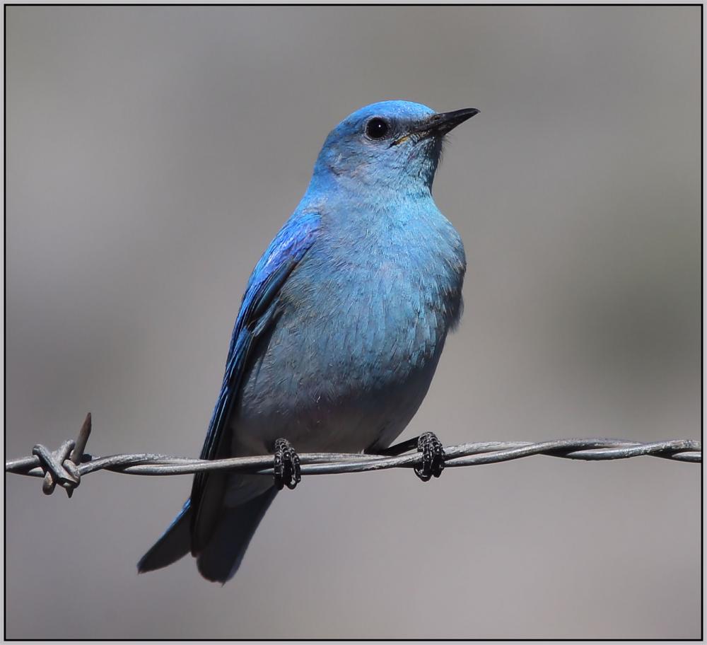 Western Bluebird (Sialia mexicana) Identification, Diet, and Management ...